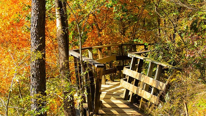 12 Best Hiking Trails in Alabama [Update 2024]