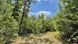 Top 13 Public Hunting Lands in Alabama [Update 2024]