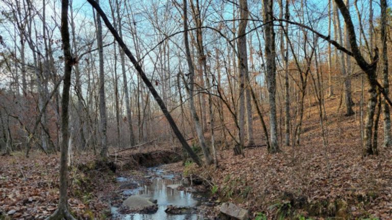 Top 13 Public Hunting Lands in Alabama [Update 2024]