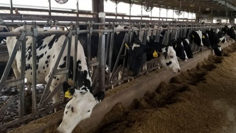 11 Best Dairy Farms in Indiana [Update 2024]