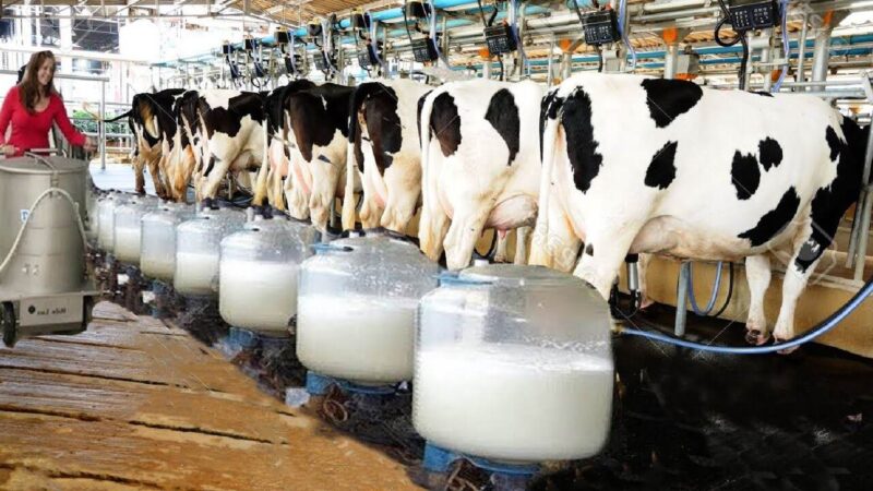 11 Beautiful Dairy Farms in Iowa [List of 2024]