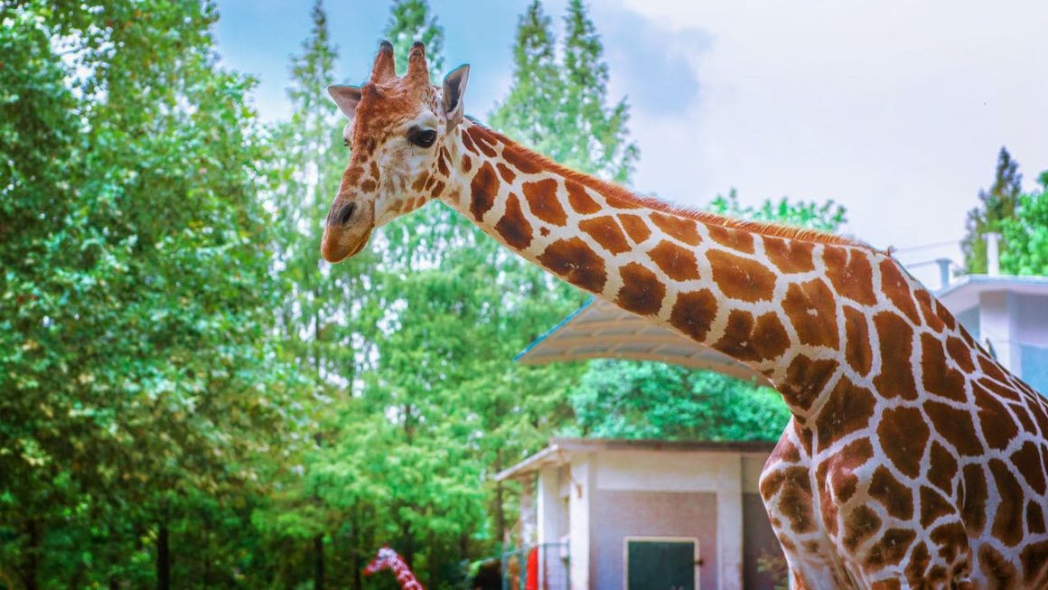 13 Best Zoos in Alabama You Must Visit [Update 2024]
