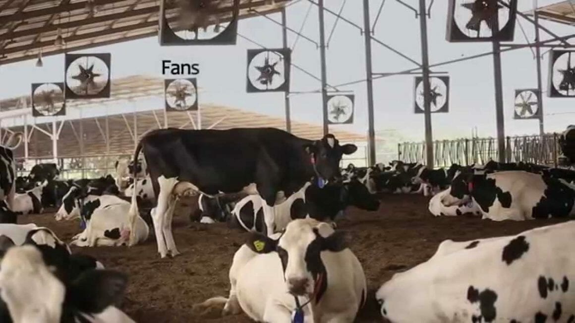 10 Wonderful Dairy Farms in California [Update 2024]